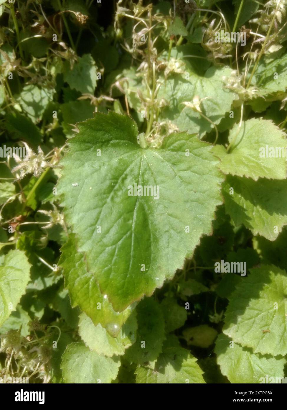 Trailing bellflower (Campanula poscharskyana) Plantae Stock Photo - Alamy