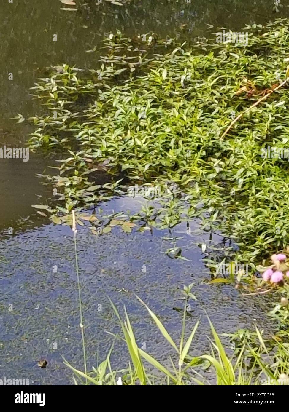 floating-leaved pondweed (Potamogeton natans) Plantae Stock Photo - Alamy