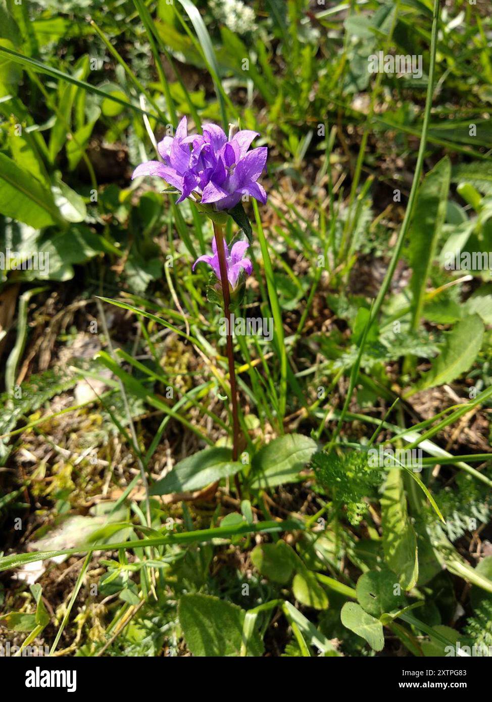 clustered bellflower (Campanula glomerata) Plantae Stock Photo - Alamy