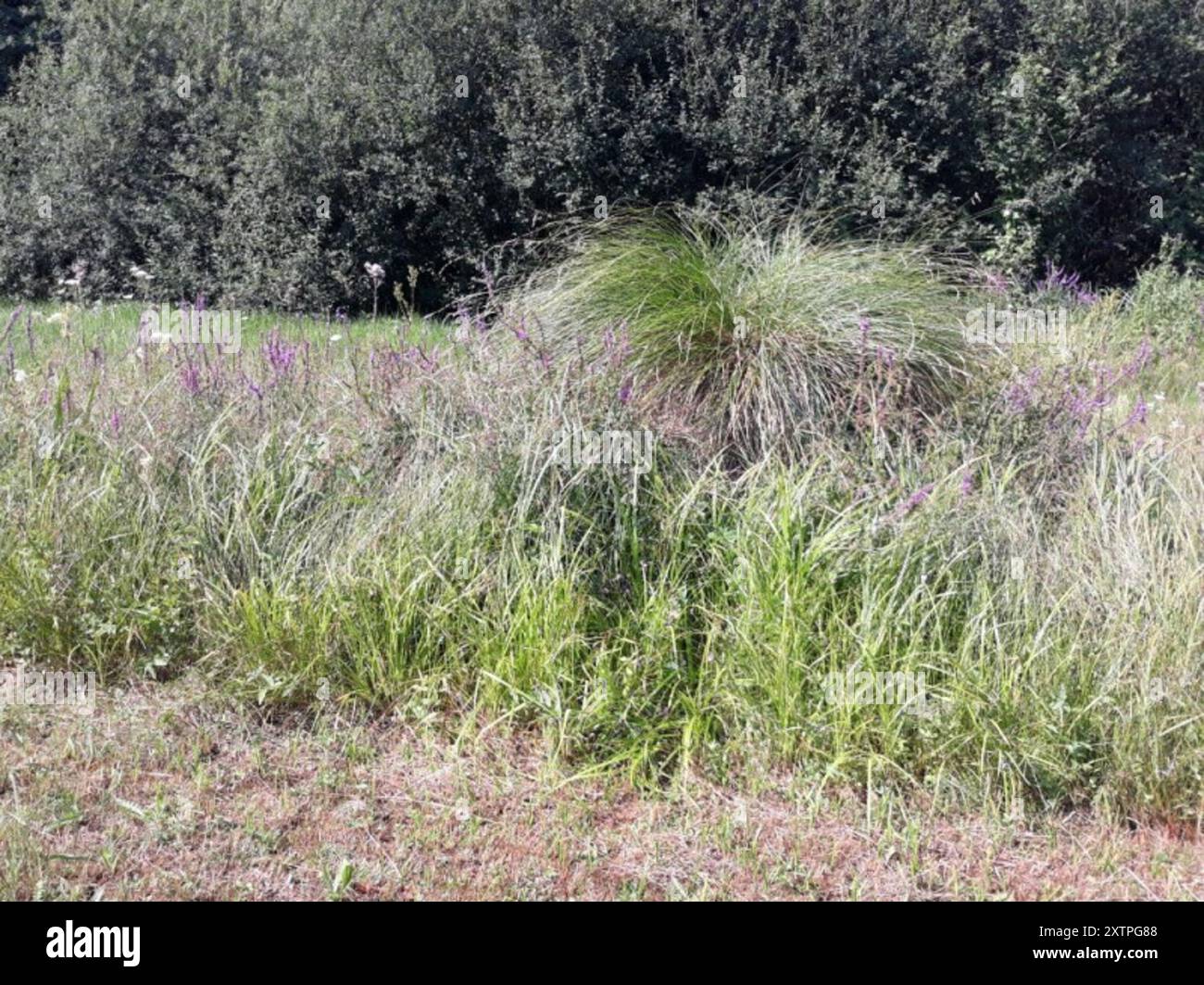 Greater tussock sedge carex paniculata hi-res stock photography and ...