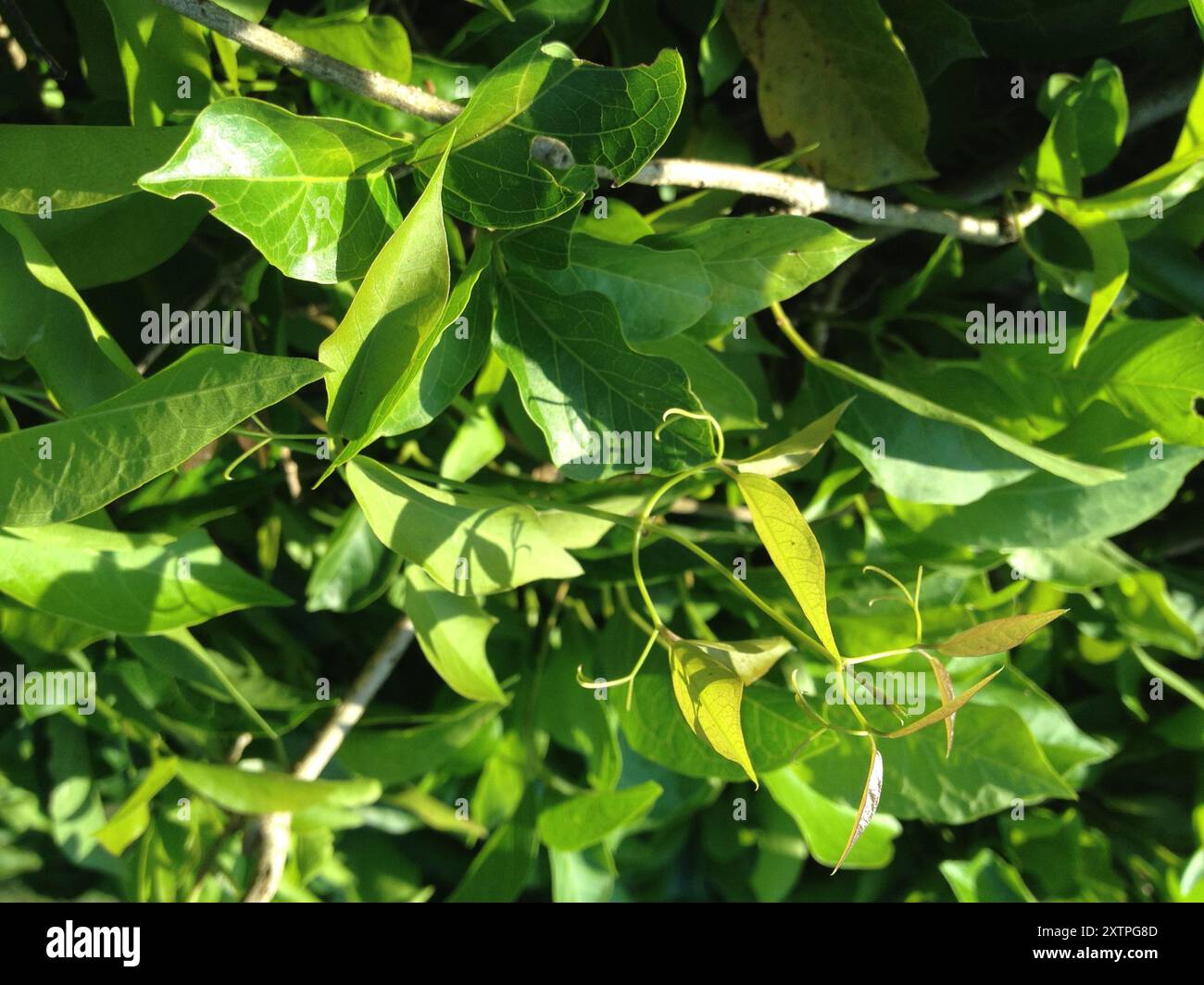 bignonia family (Bignoniaceae) Plantae Stock Photo - Alamy