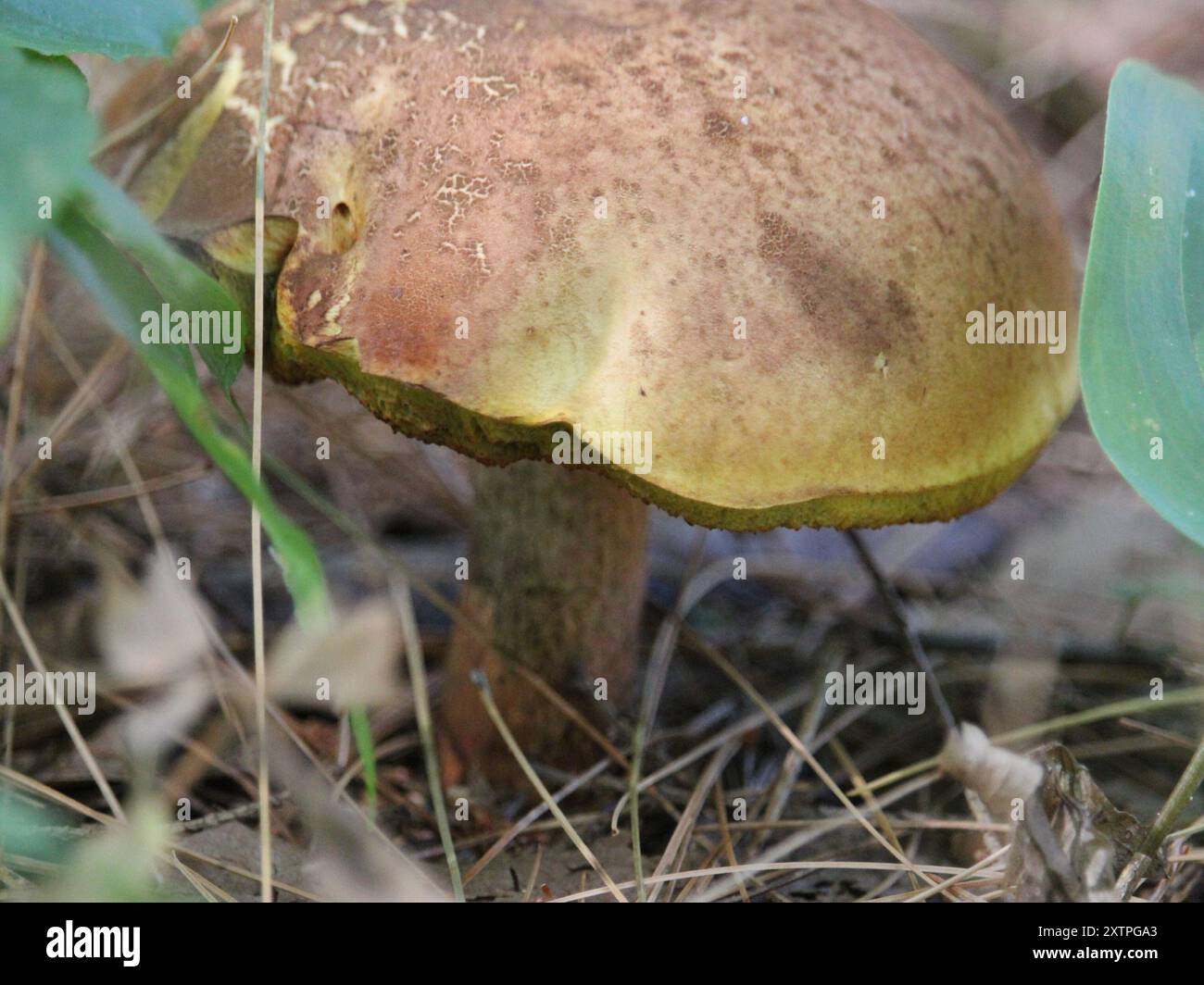 Suede Bolete (Xerocomus subtomentosus) Fungi Stock Photo - Alamy