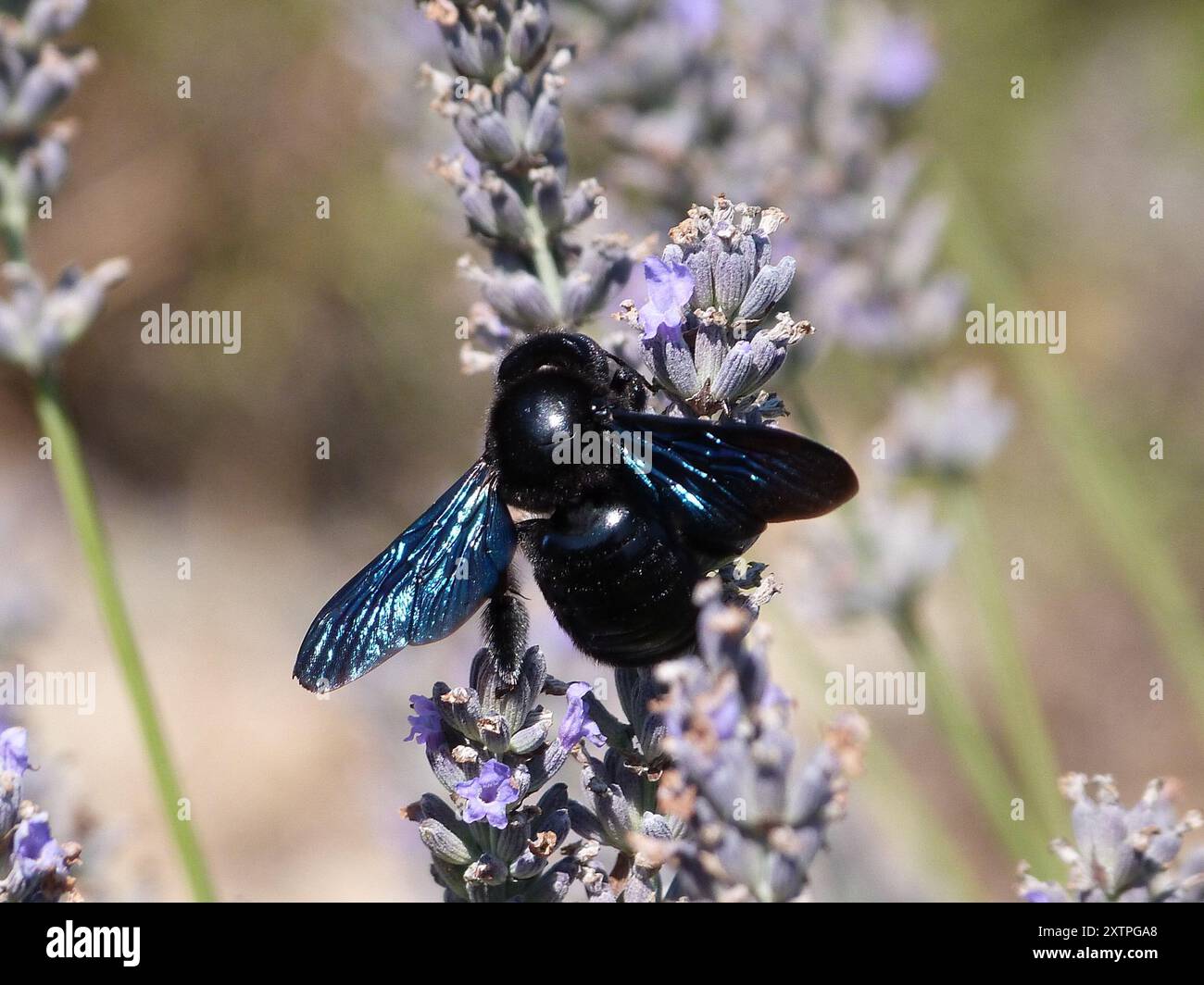 Large Carpenter Bees (Xylocopa) Insecta Stock Photo - Alamy