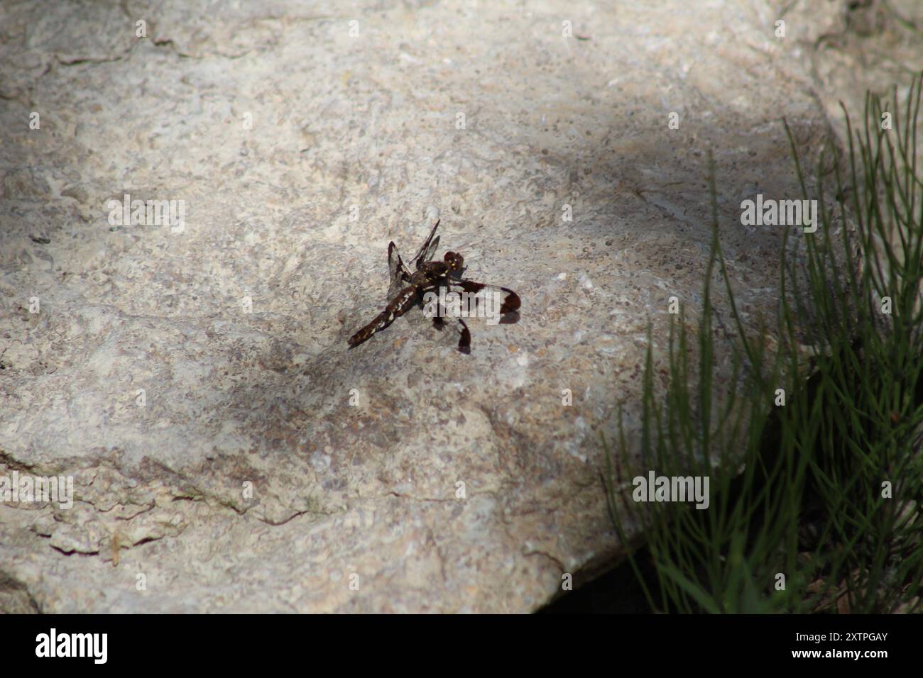 Common Whitetail (Plathemis lydia) Insecta Stock Photo - Alamy