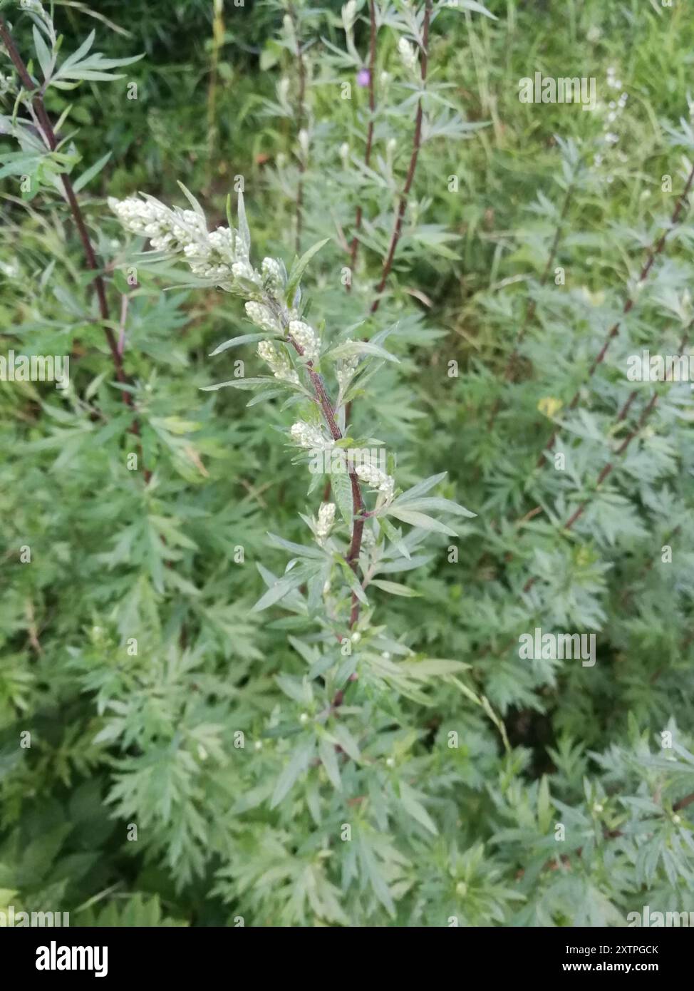common mugwort (Artemisia vulgaris) Plantae Stock Photo - Alamy