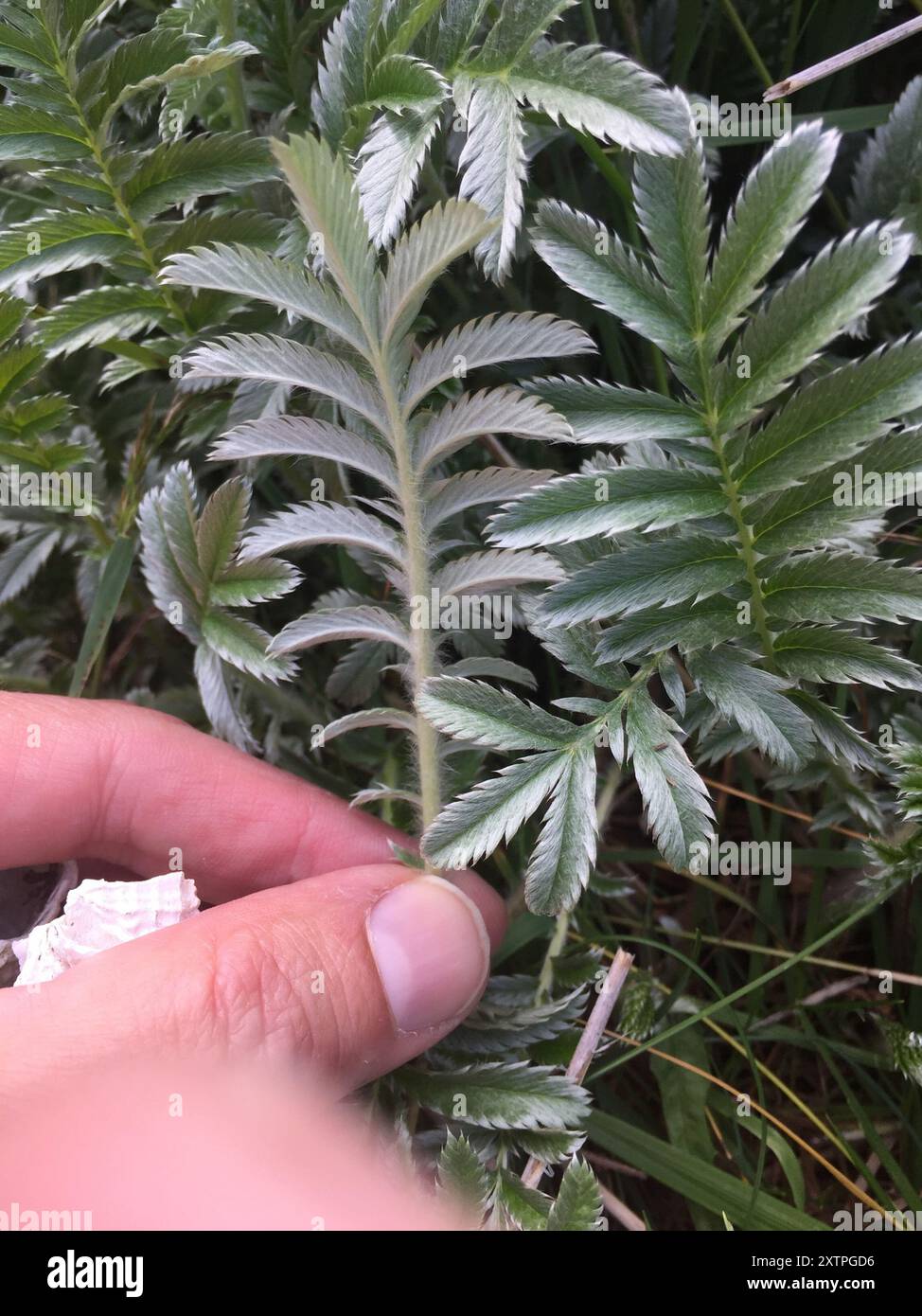 common silverweed (Argentina anserina) Plantae Stock Photo - Alamy