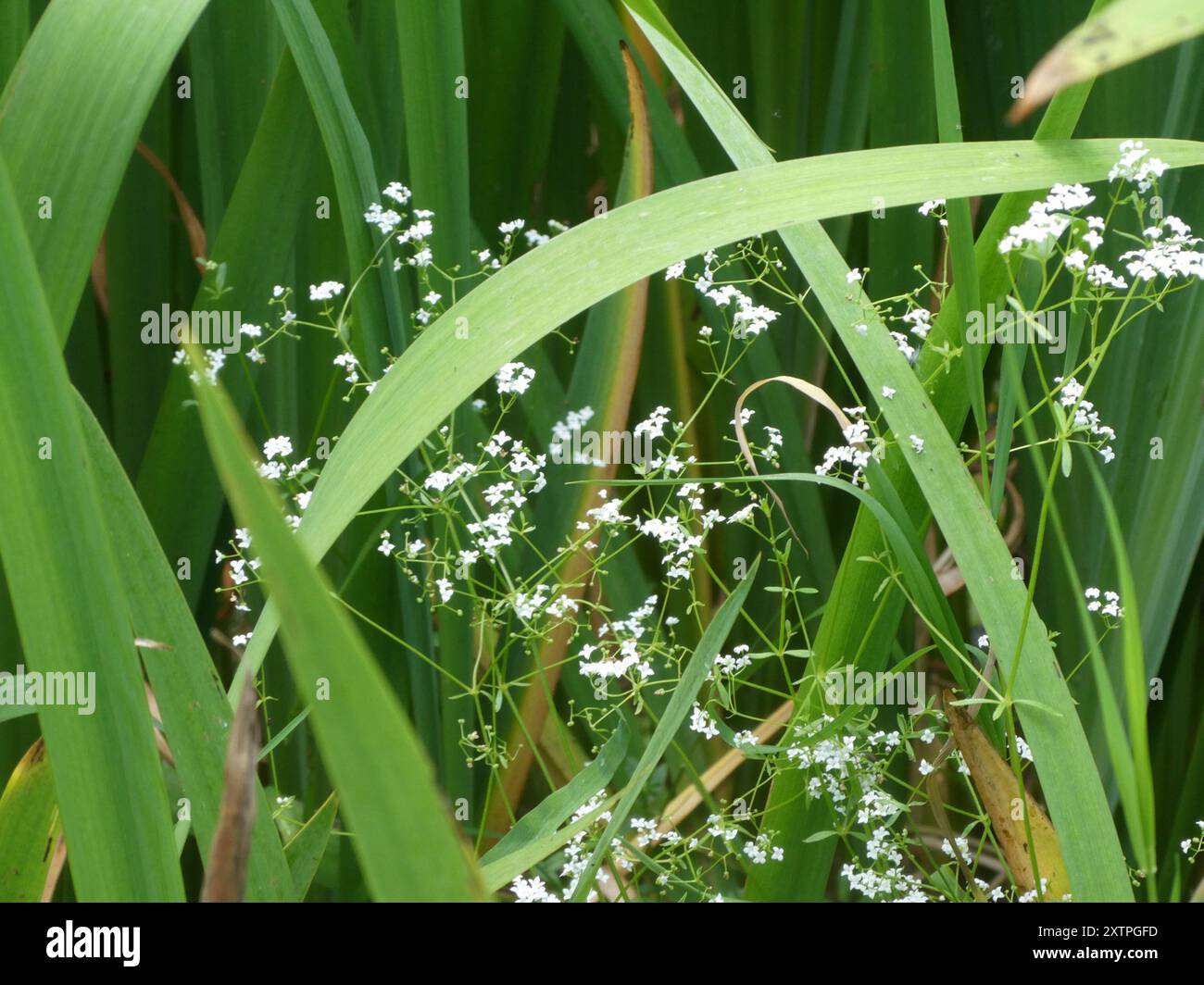 Common Marsh-bedstraw (Galium palustre) Plantae Stock Photo - Alamy
