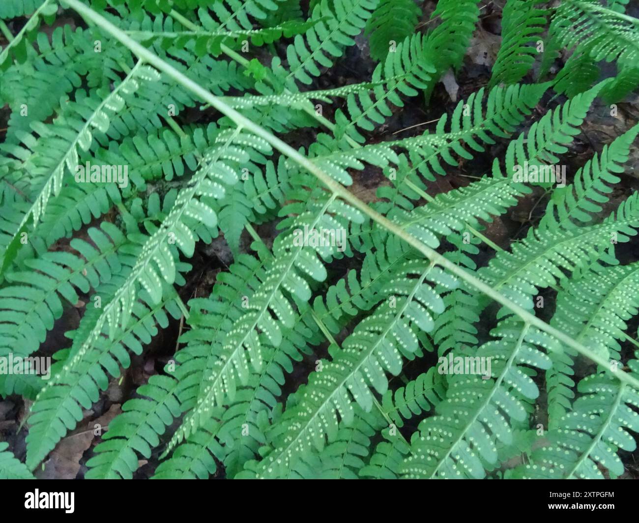 marginal wood fern (Dryopteris marginalis) Plantae Stock Photo - Alamy