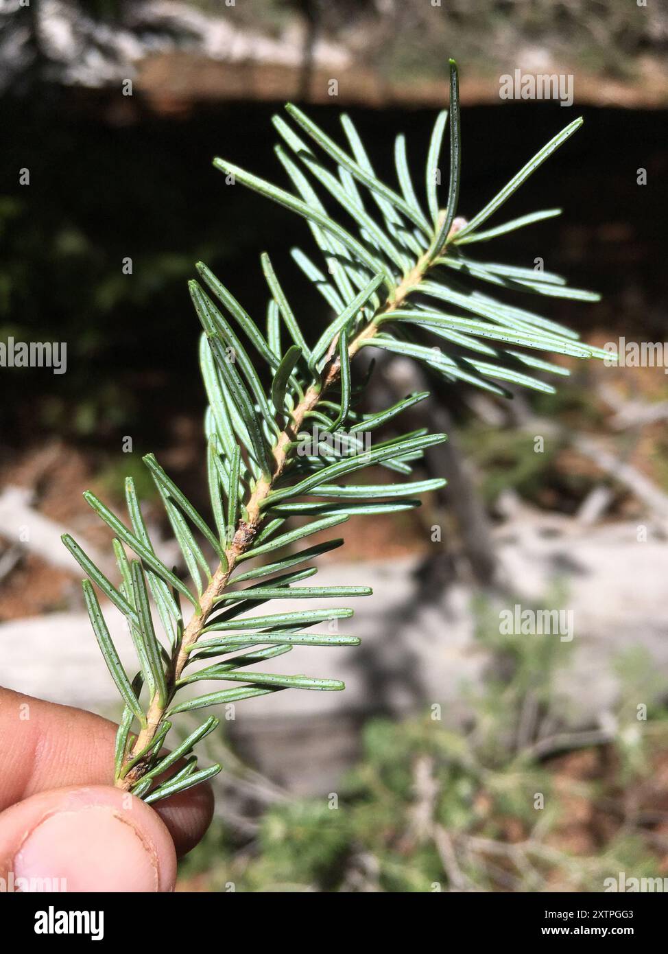 white fir (Abies concolor) Plantae Stock Photo - Alamy