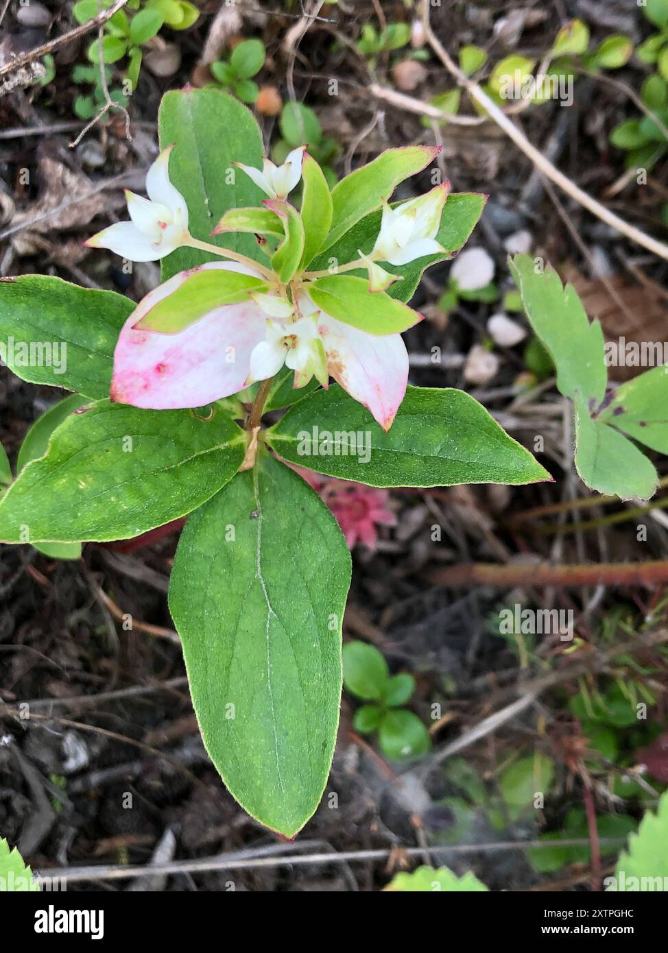 Canadian bunchberry (Cornus canadensis) Plantae Stock Photo - Alamy