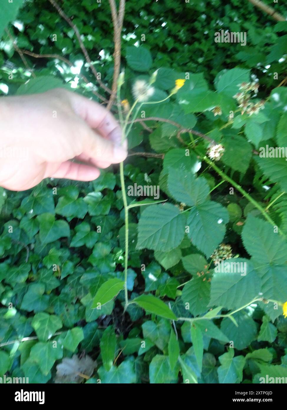 common hawkweed (Hieracium lachenalii) Plantae Stock Photo - Alamy