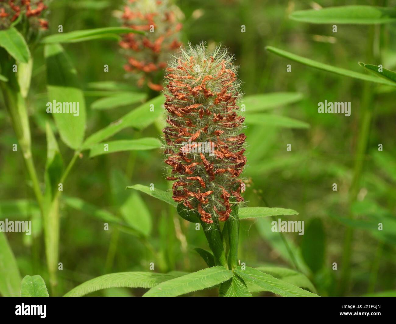 Red Trefoil (Trifolium rubens) Plantae Stock Photo - Alamy