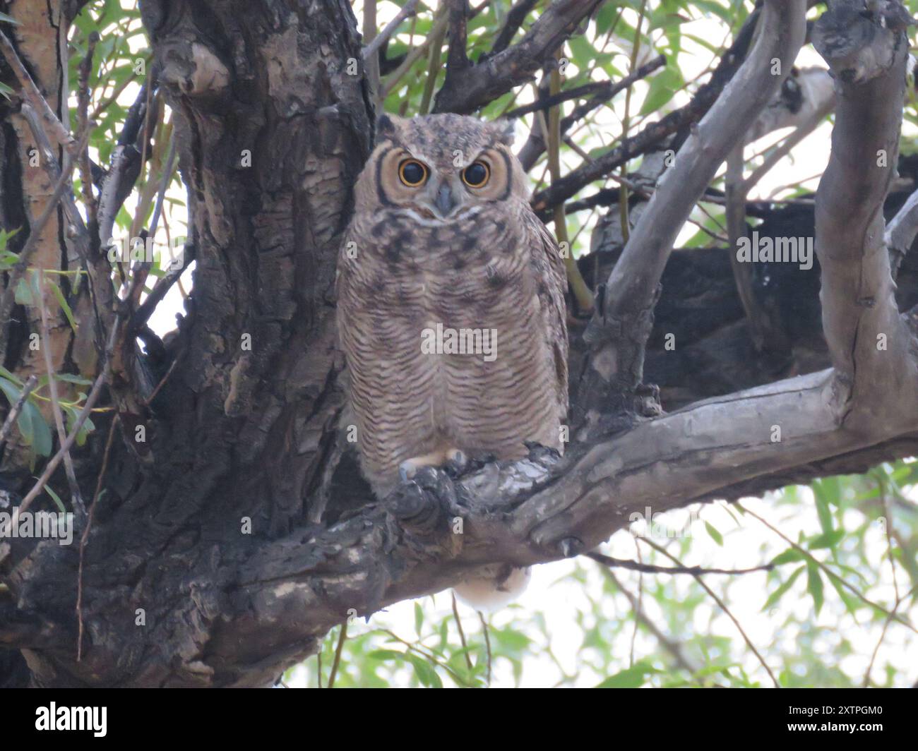 Bubo magellanicus hi-res stock photography and images - Alamy