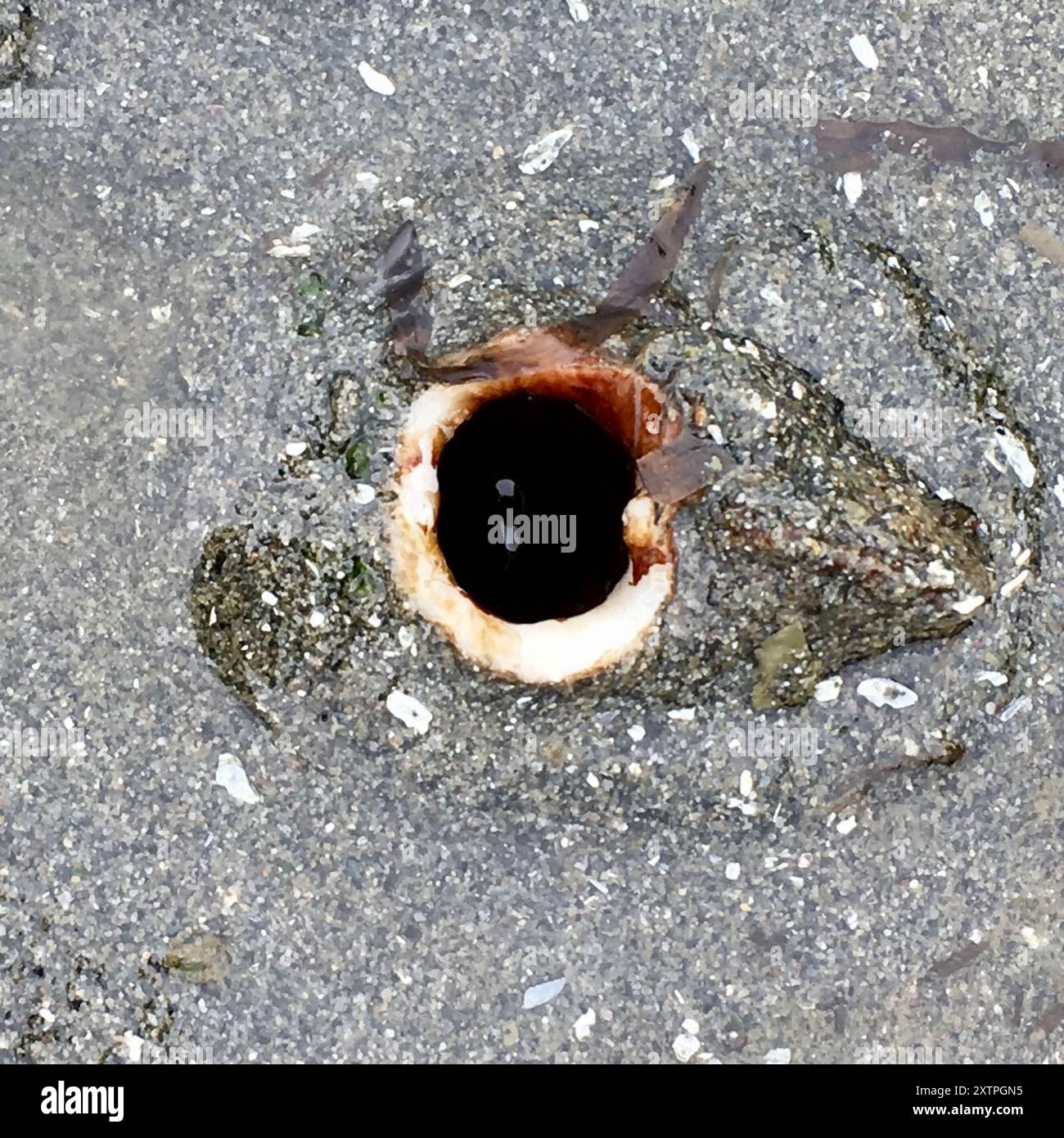 Pacific Geoduck (Panopea generosa) Mollusca Stock Photo - Alamy