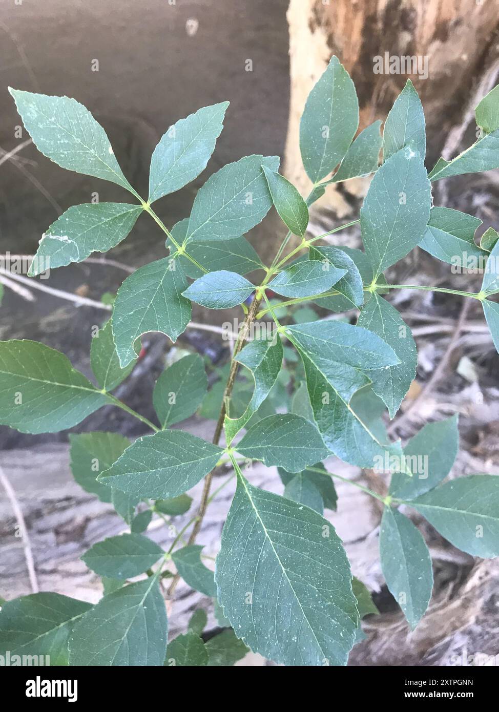 velvet ash (Fraxinus velutina) Plantae Stock Photo - Alamy