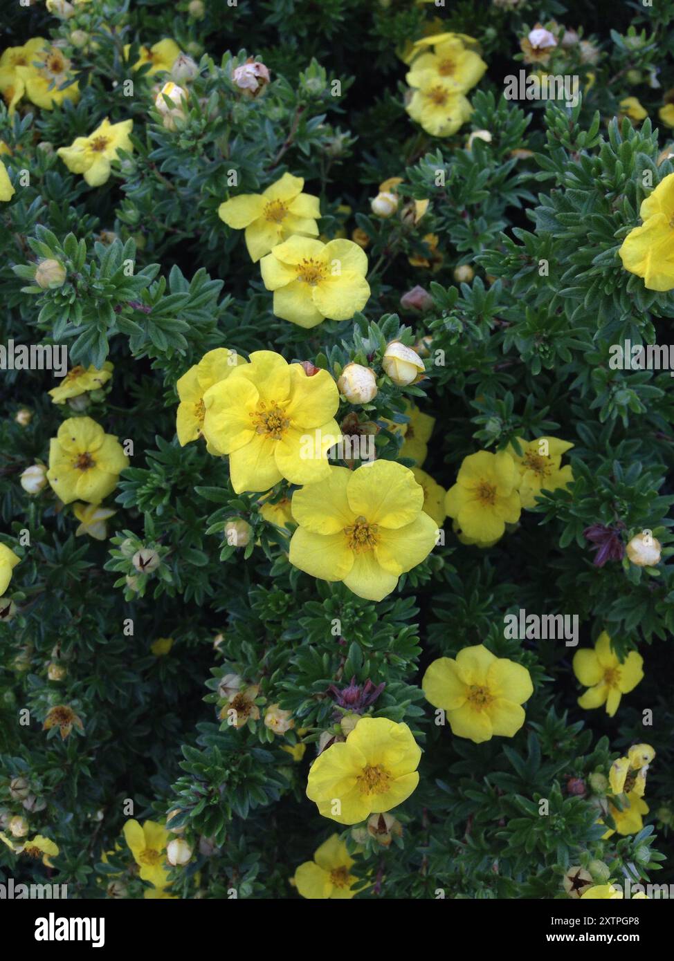 shrubby cinquefoil (Dasiphora fruticosa) Plantae Stock Photo - Alamy
