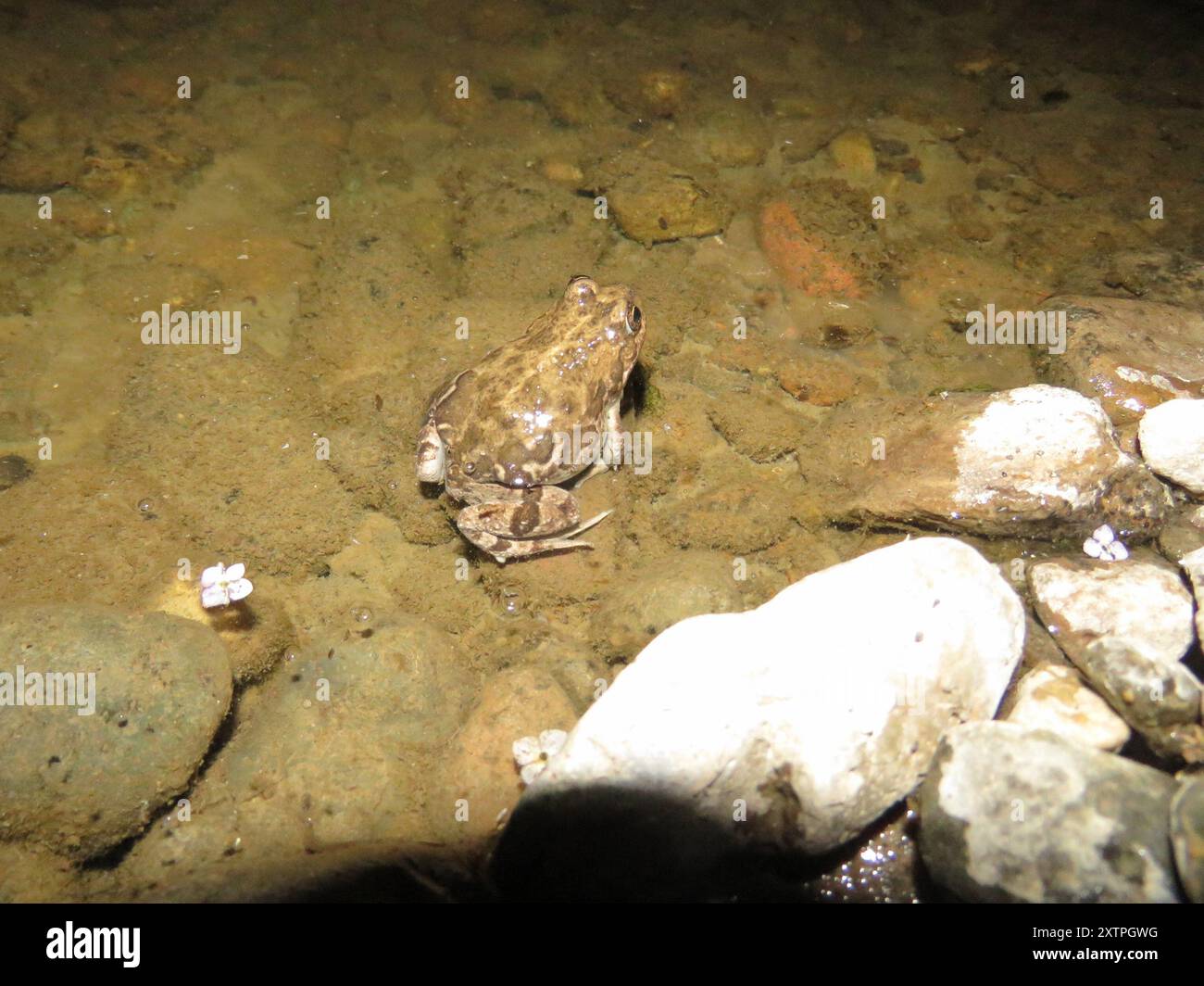 Large Four-eyed Frog (Pleurodema bufoninum) Amphibia Stock Photo - Alamy