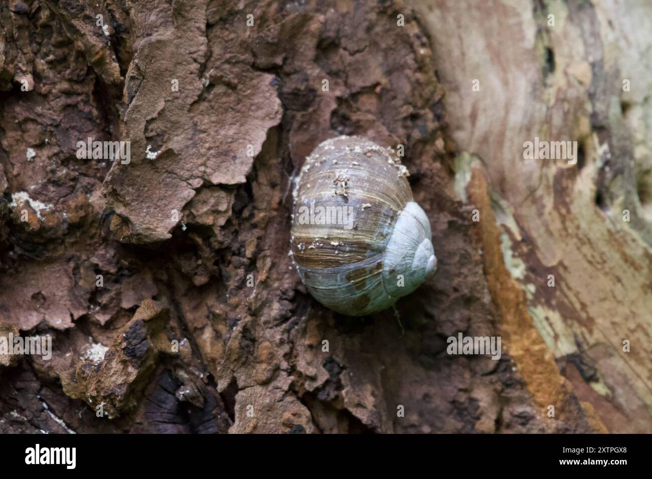 Roman Snail (Helix pomatia) Mollusca Stock Photo - Alamy