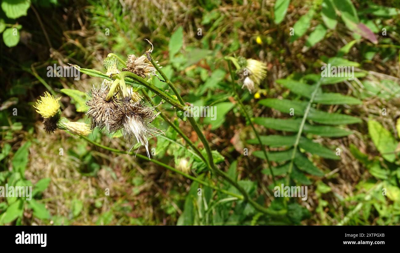 Yellow Thistle (Cirsium erisithales) Plantae Stock Photo - Alamy