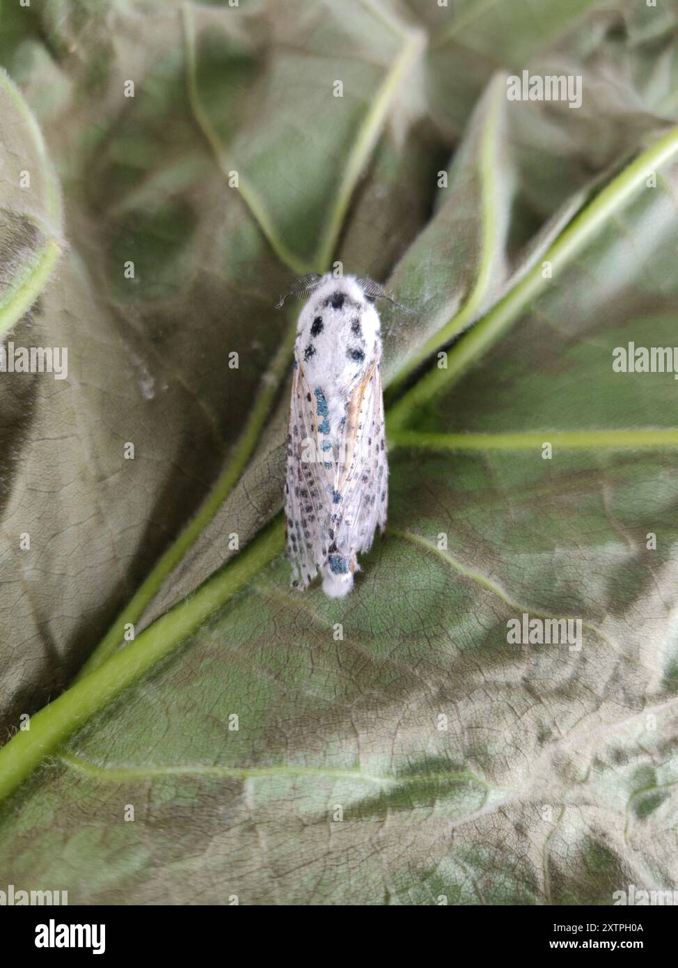 Wood Leopard Moth (Zeuzera pyrina) Insecta Stock Photo - Alamy