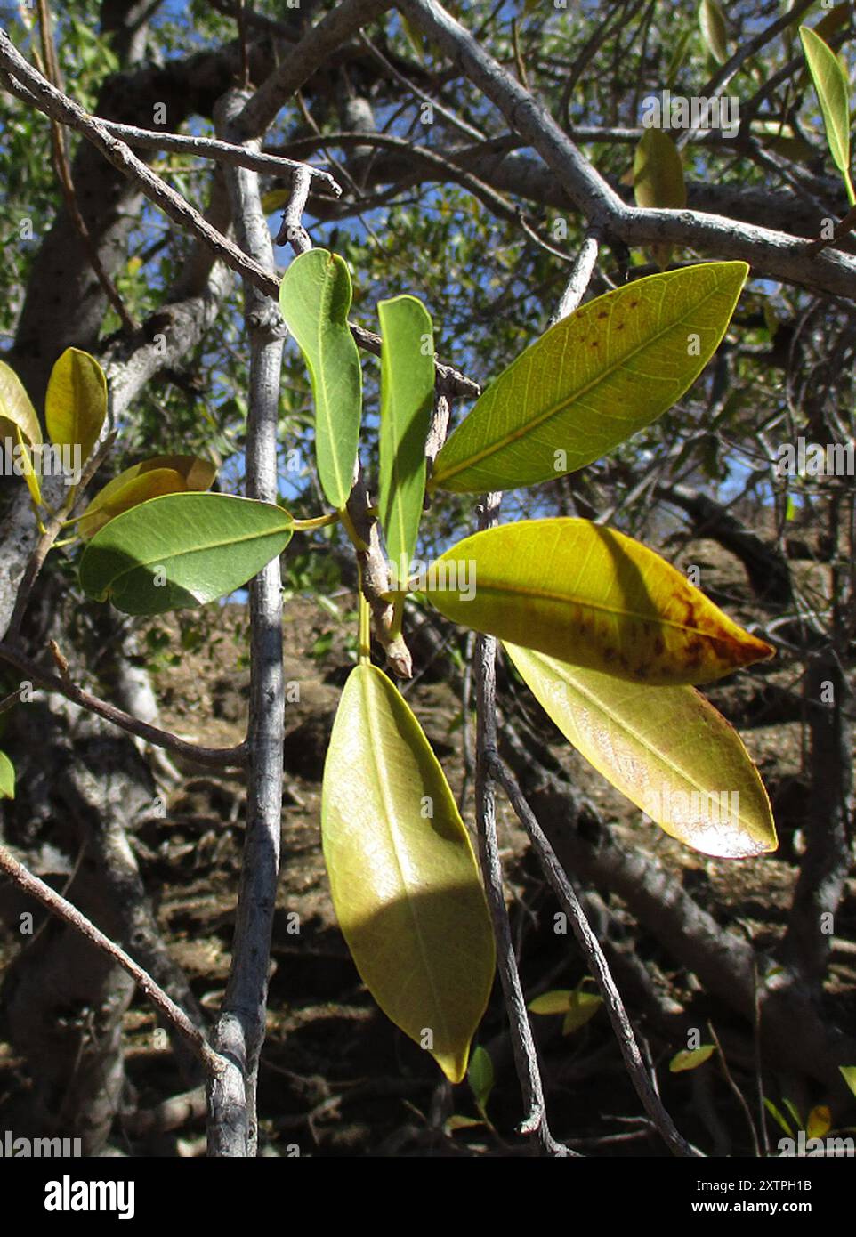 Common Wild Fig (Ficus burkei) Plantae Stock Photo - Alamy