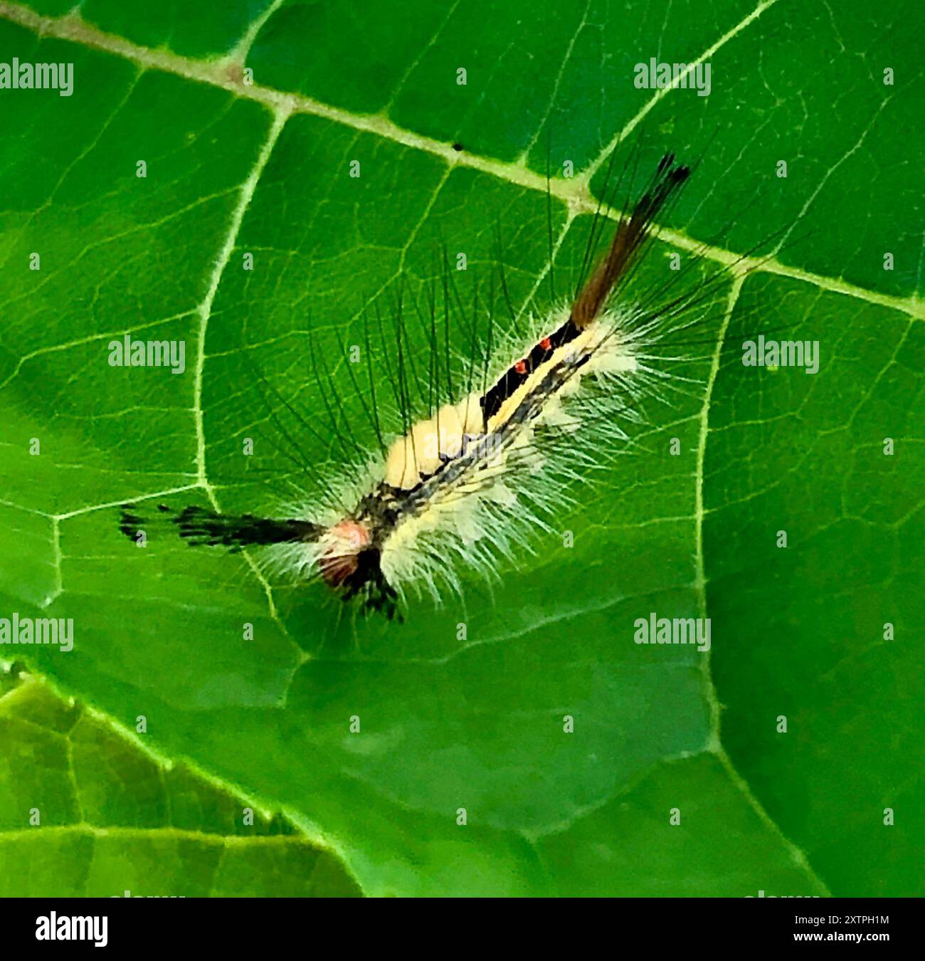 White-marked Tussock Moth (Orgyia leucostigma) Insecta Stock Photo - Alamy