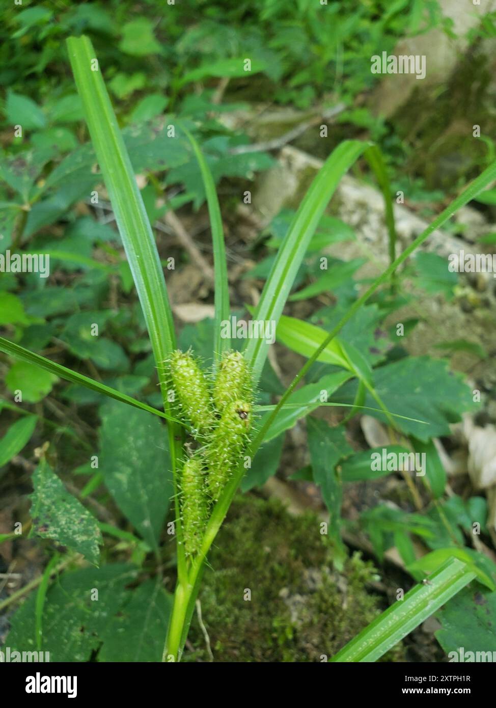 Frank's sedge (Carex frankii) Plantae Stock Photo - Alamy