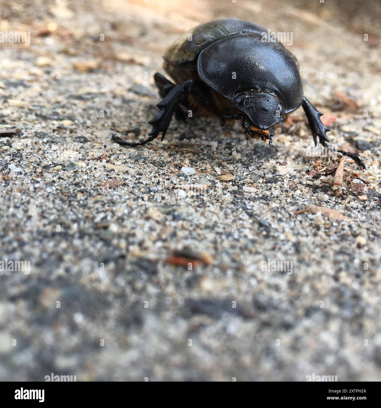 Eastern Hercules Beetle (Dynastes tityus) Insecta Stock Photo - Alamy