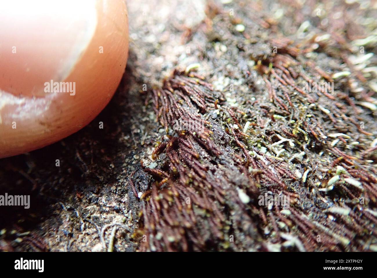 Black Rock Moss (Andreaea rupestris) Plantae Stock Photo - Alamy
