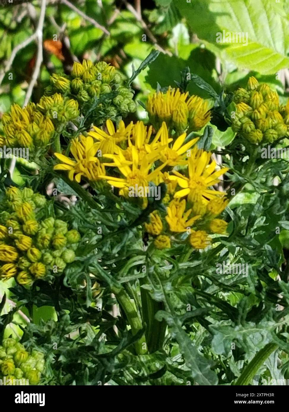 ragwort (Jacobaea vulgaris) Plantae Stock Photo - Alamy
