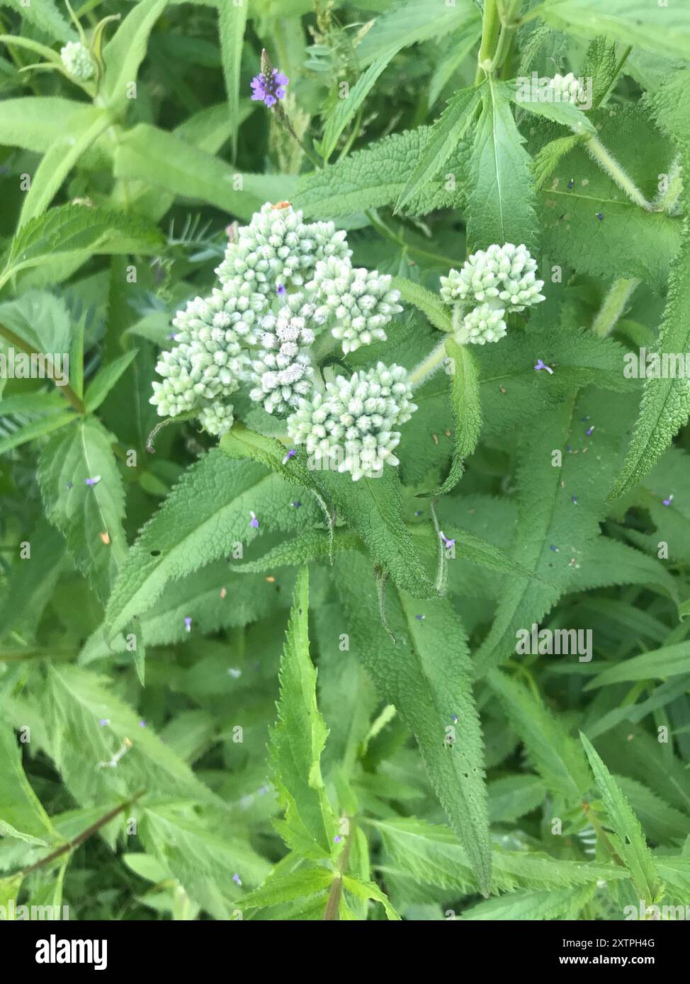 common boneset (Eupatorium perfoliatum) Plantae Stock Photo - Alamy