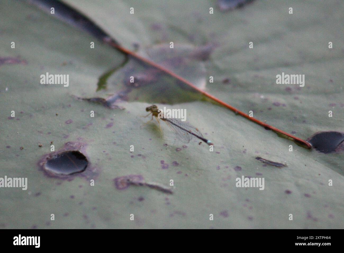 Vesper Bluet (Enallagma vesperum) Insecta Stock Photo - Alamy