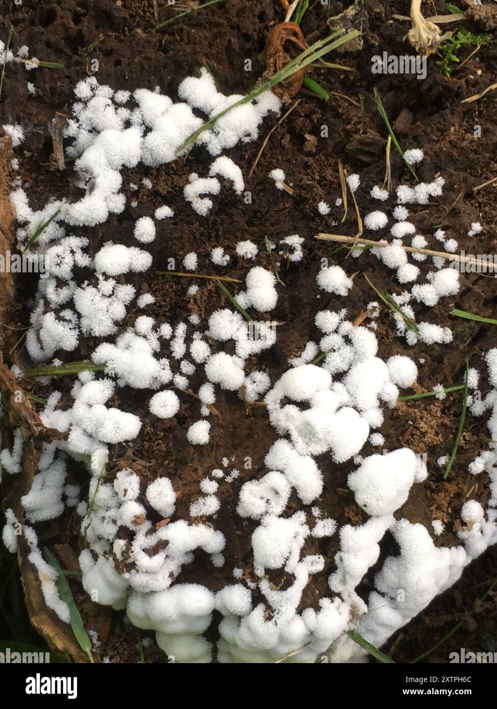 slime molds (Mycetozoa) Protozoa Stock Photo - Alamy