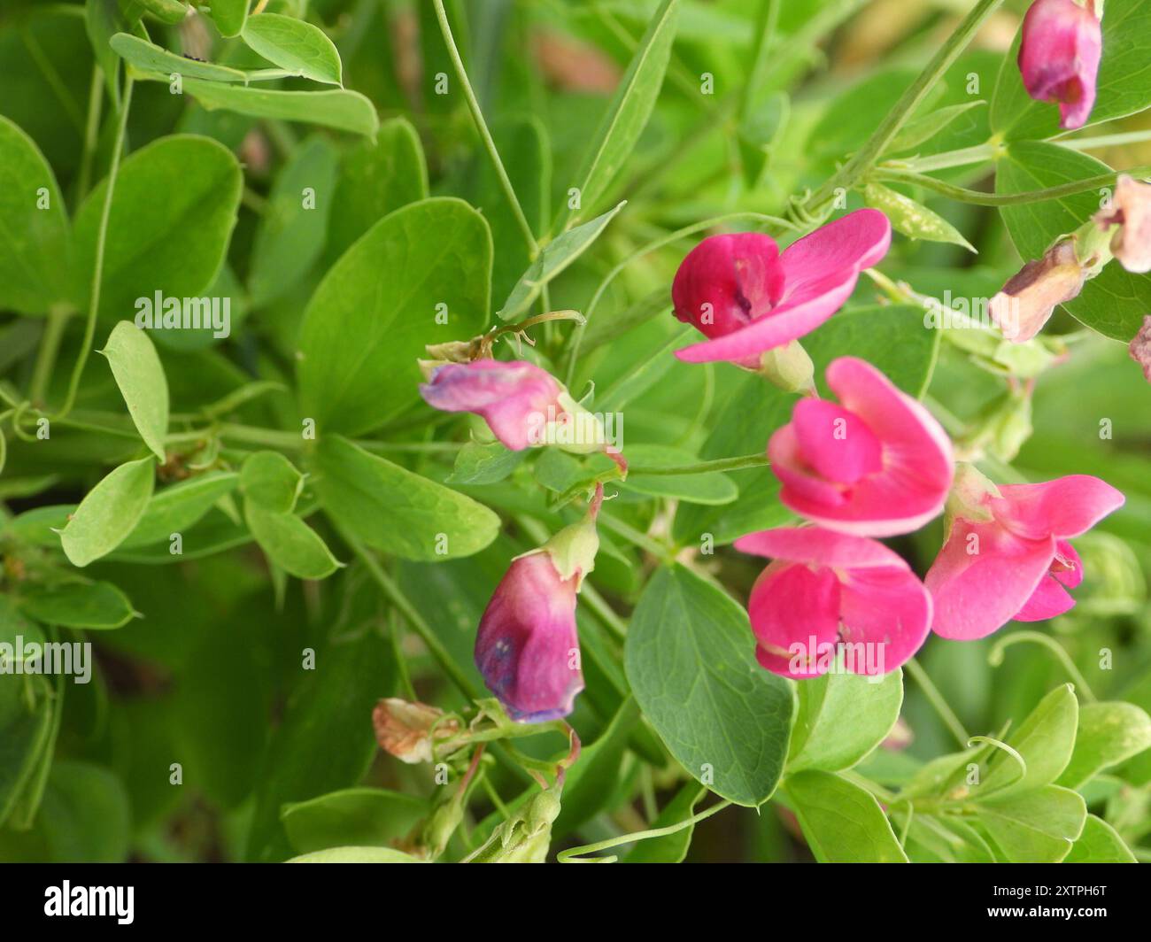 tuberous pea (Lathyrus tuberosus) Plantae Stock Photo - Alamy