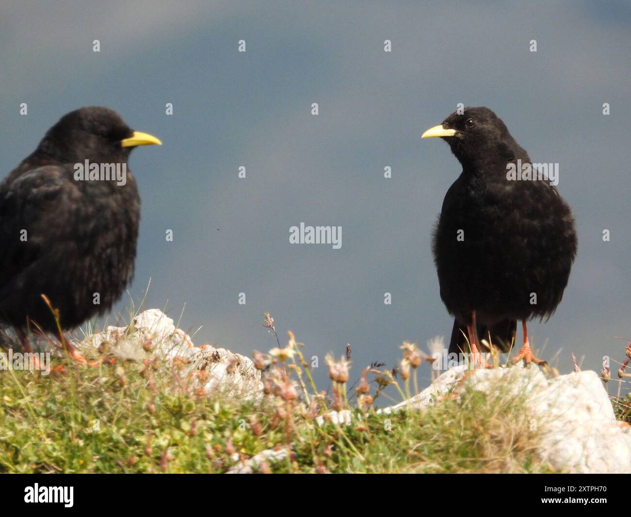 Yellow-billed Chough (Pyrrhocorax graculus) Aves Stock Photo - Alamy