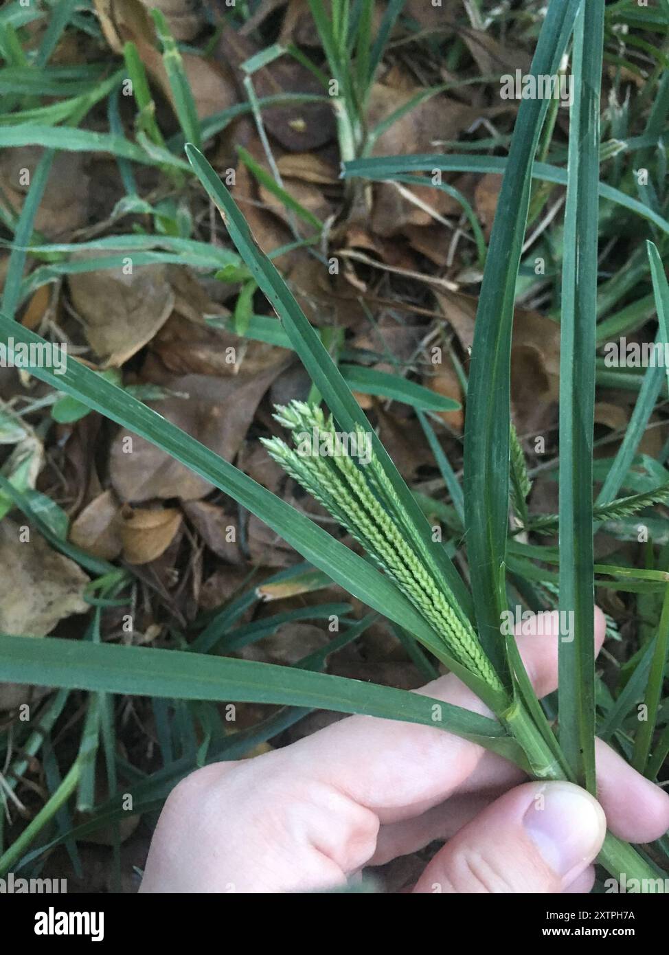 grasses (Poaceae) Plantae Stock Photo - Alamy