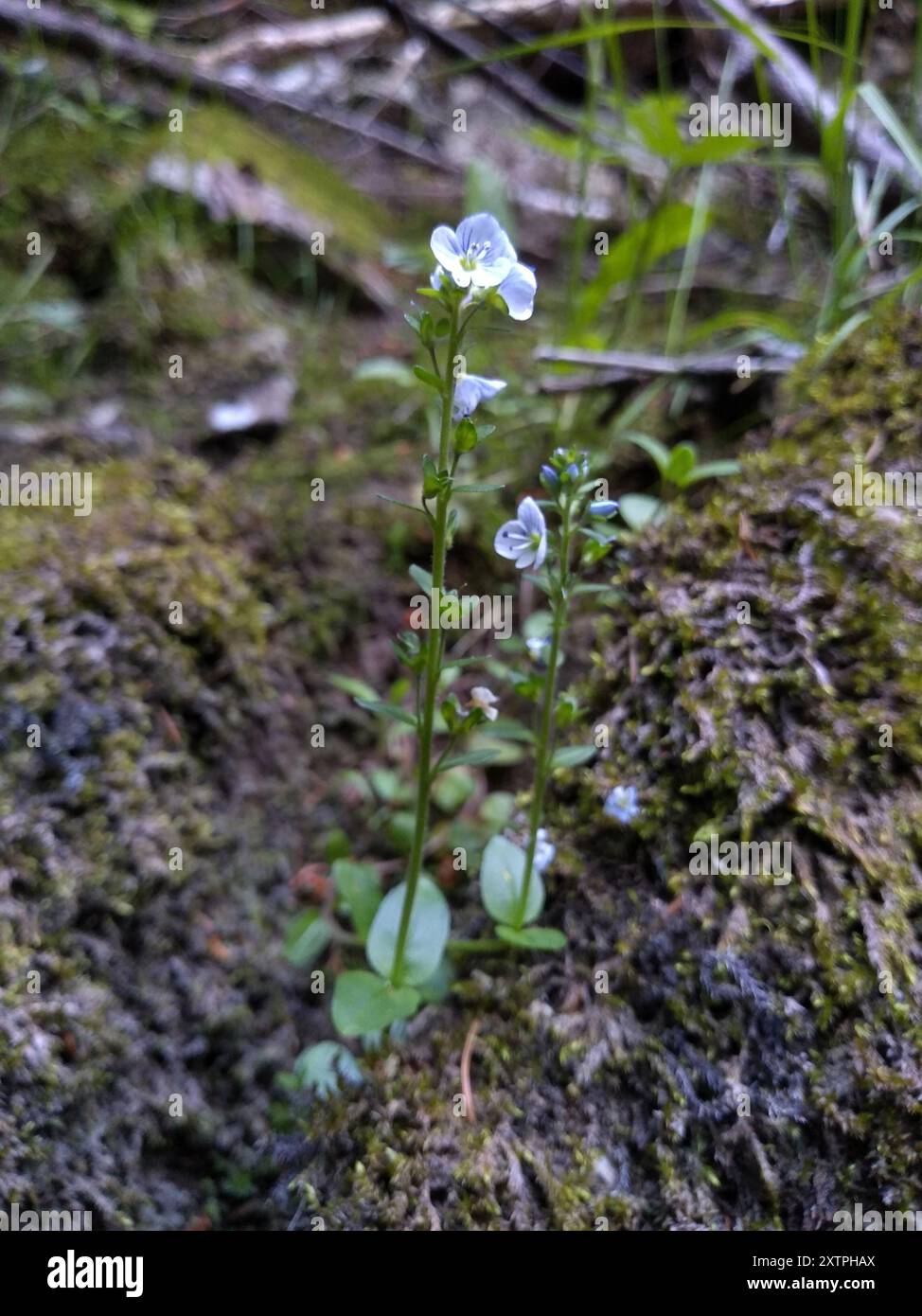 Bright blue speedwell (Veronica serpyllifolia humifusa) Plantae Stock ...