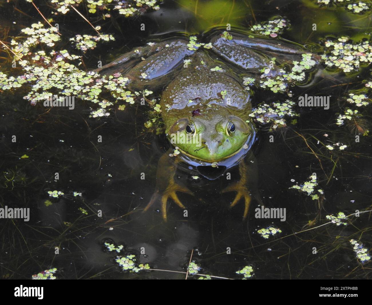 American Bullfrog (Lithobates catesbeianus) Amphibia Stock Photo - Alamy