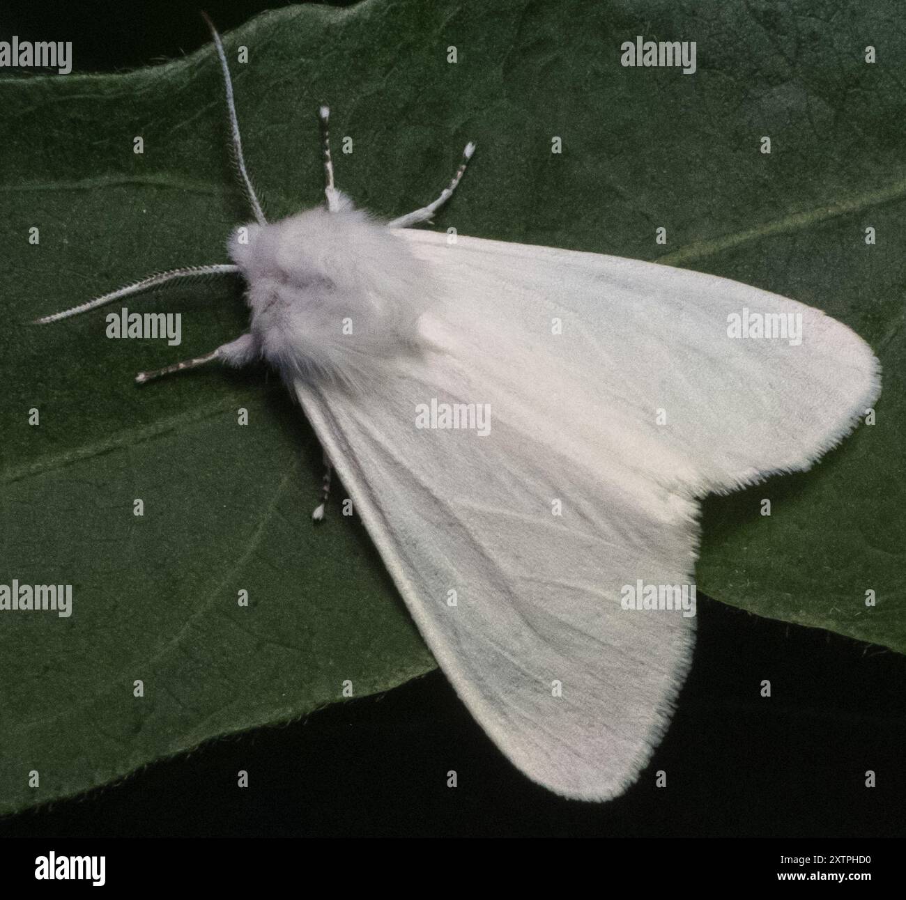 Spilosoma insecta hi-res stock photography and images - Alamy