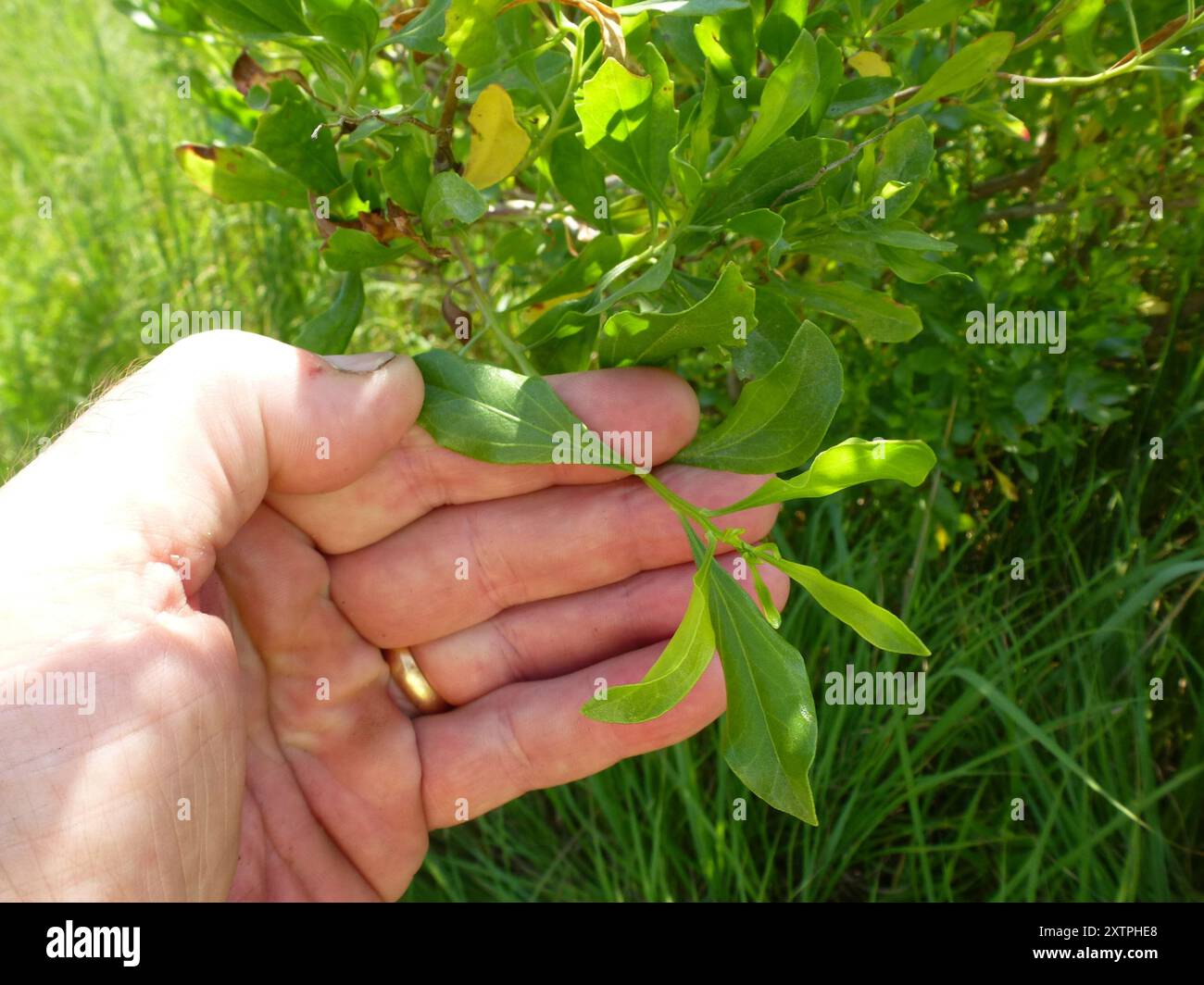 groundsel tree (Baccharis halimifolia) Plantae Stock Photo - Alamy