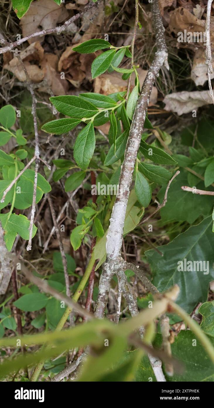 dwarf chinkapin oak (Quercus prinoides) Plantae Stock Photo - Alamy