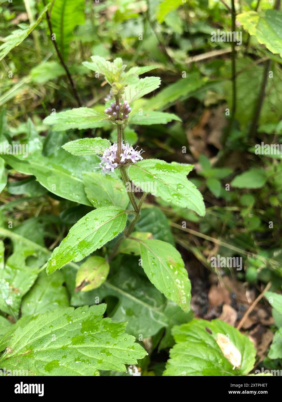 corn mint (Mentha arvensis) Plantae Stock Photo - Alamy