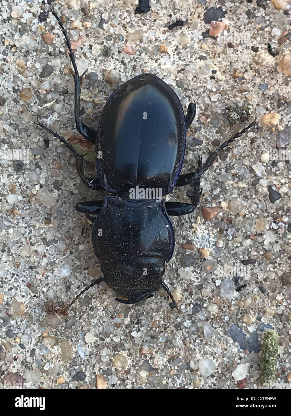 Warrior Beetles (Pasimachus) Insecta Stock Photo - Alamy