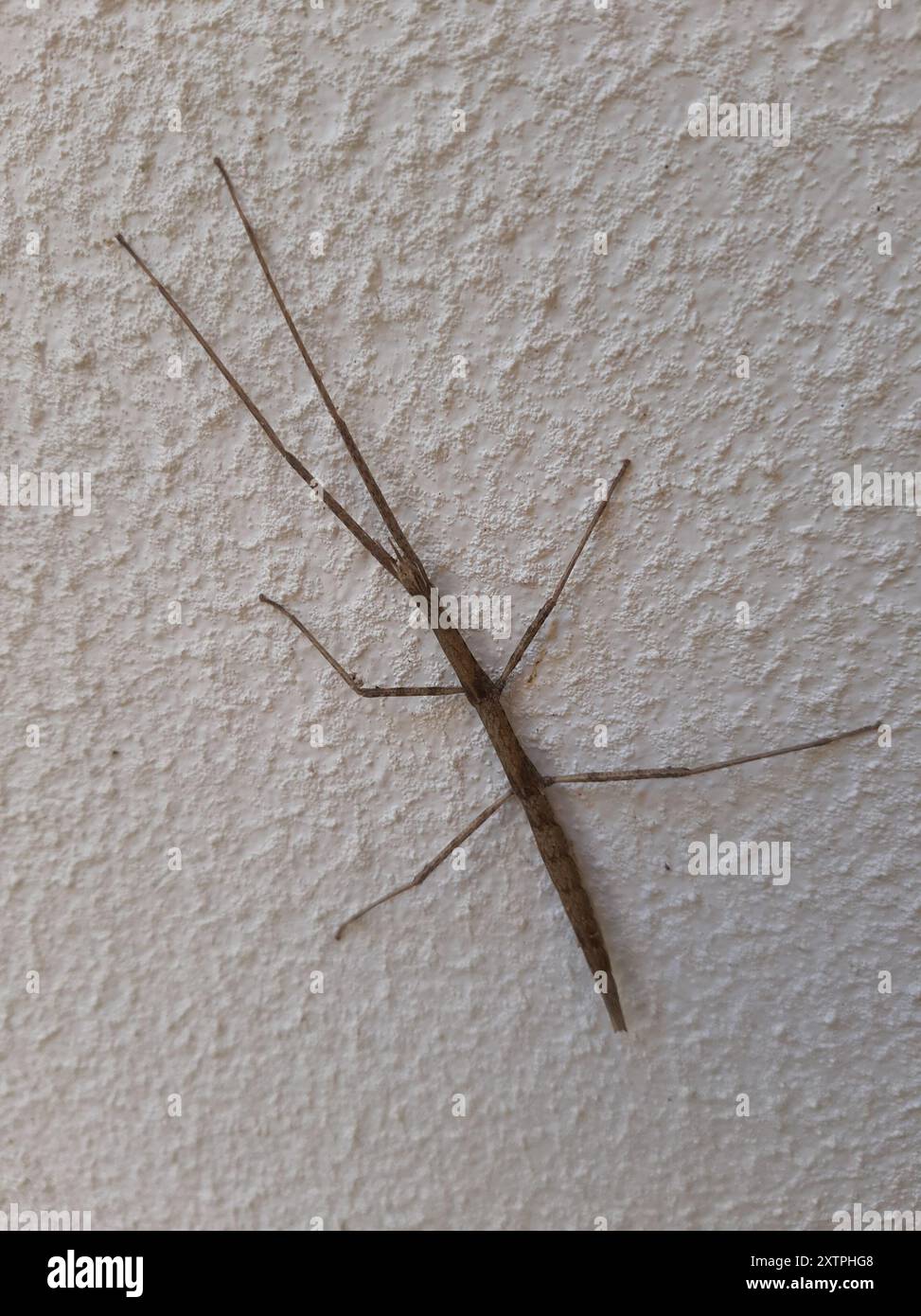 French stick insect (Clonopsis gallica) Insecta Stock Photo - Alamy