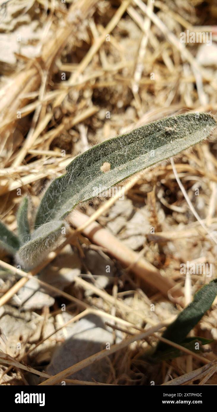 vascular plants (Tracheophyta) Plantae Stock Photo - Alamy