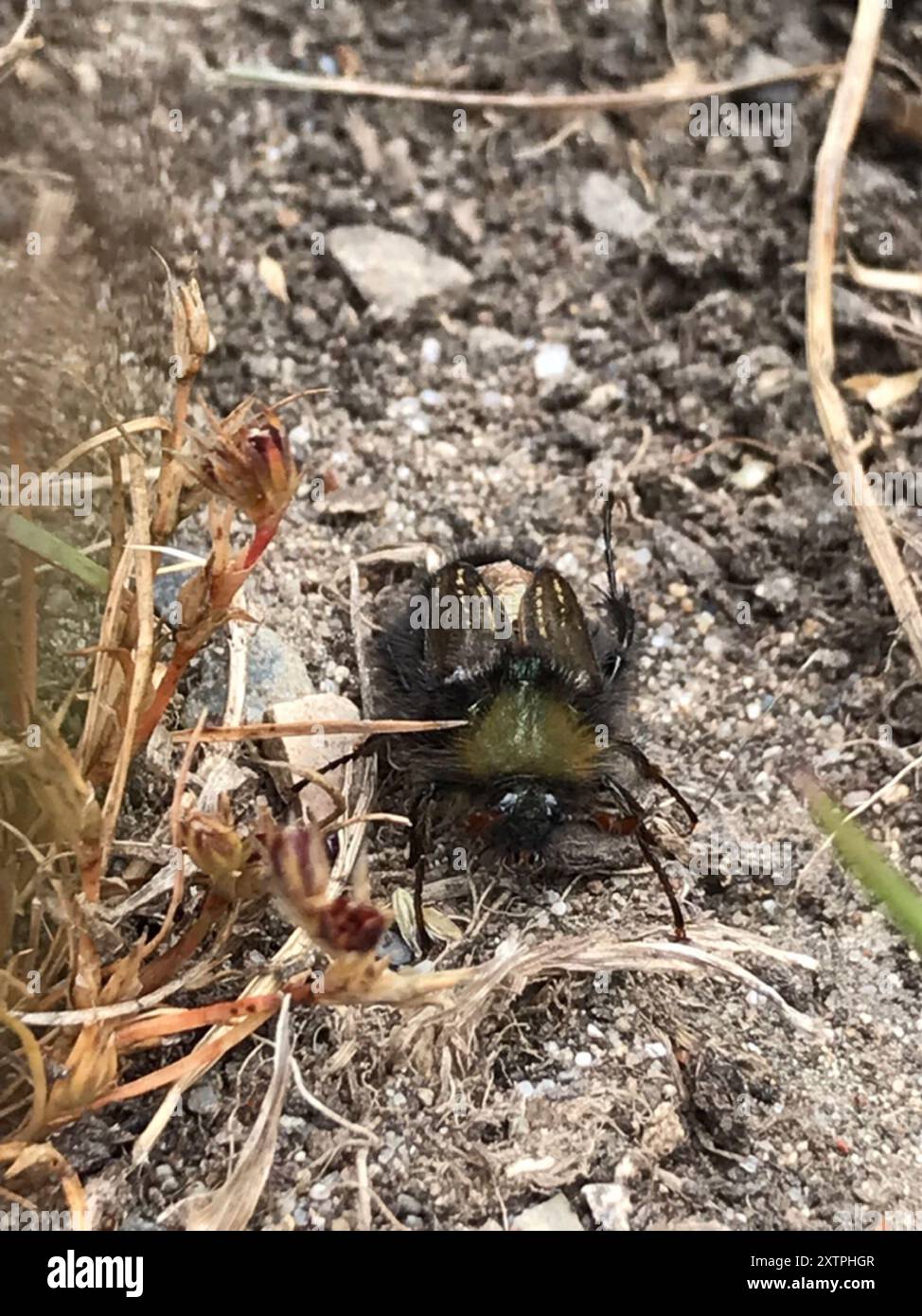 Bumble Bee Scarab Beetles (Glaphyridae) Insecta Stock Photo - Alamy