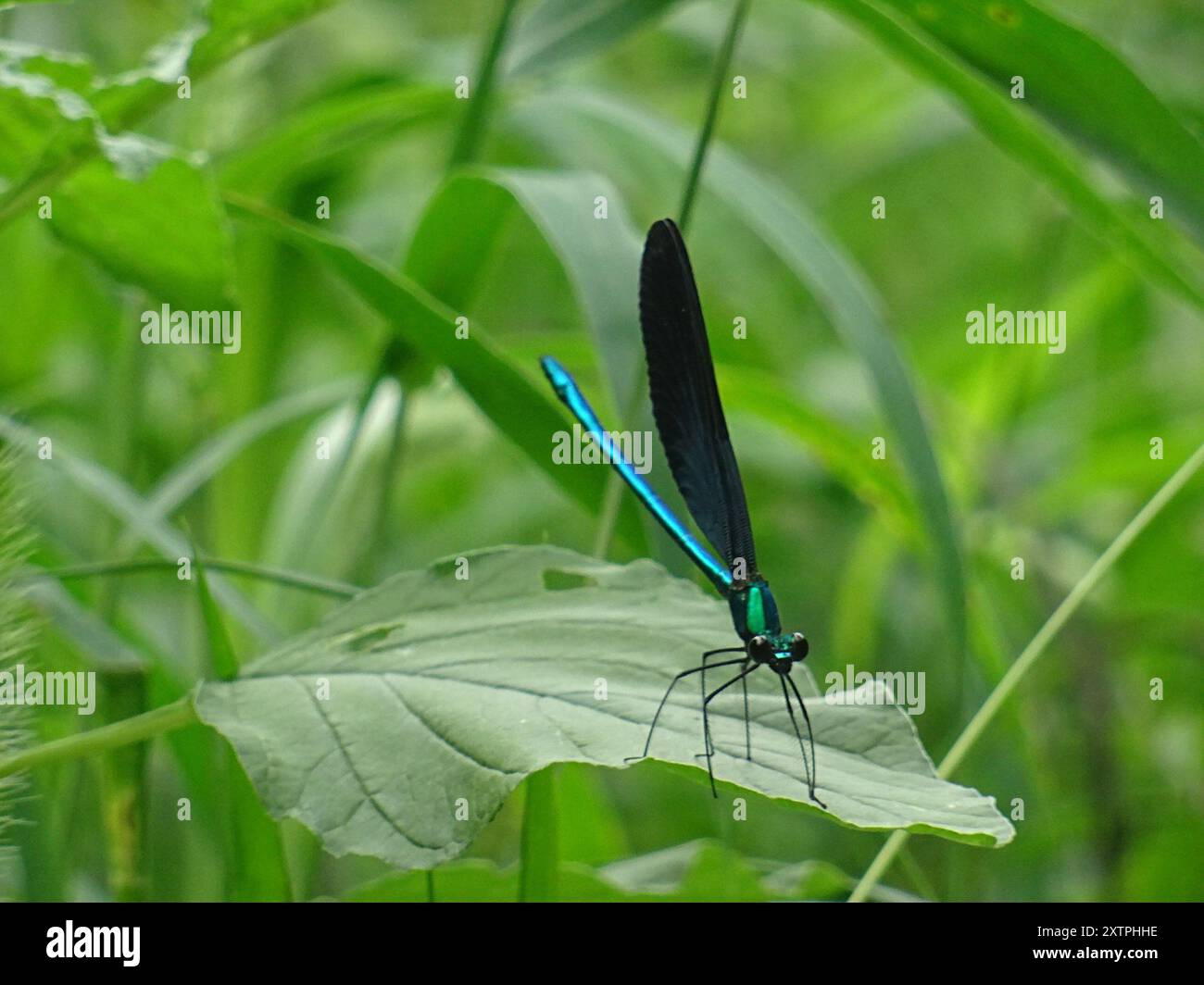 Matrona basilaris hi-res stock photography and images - Alamy
