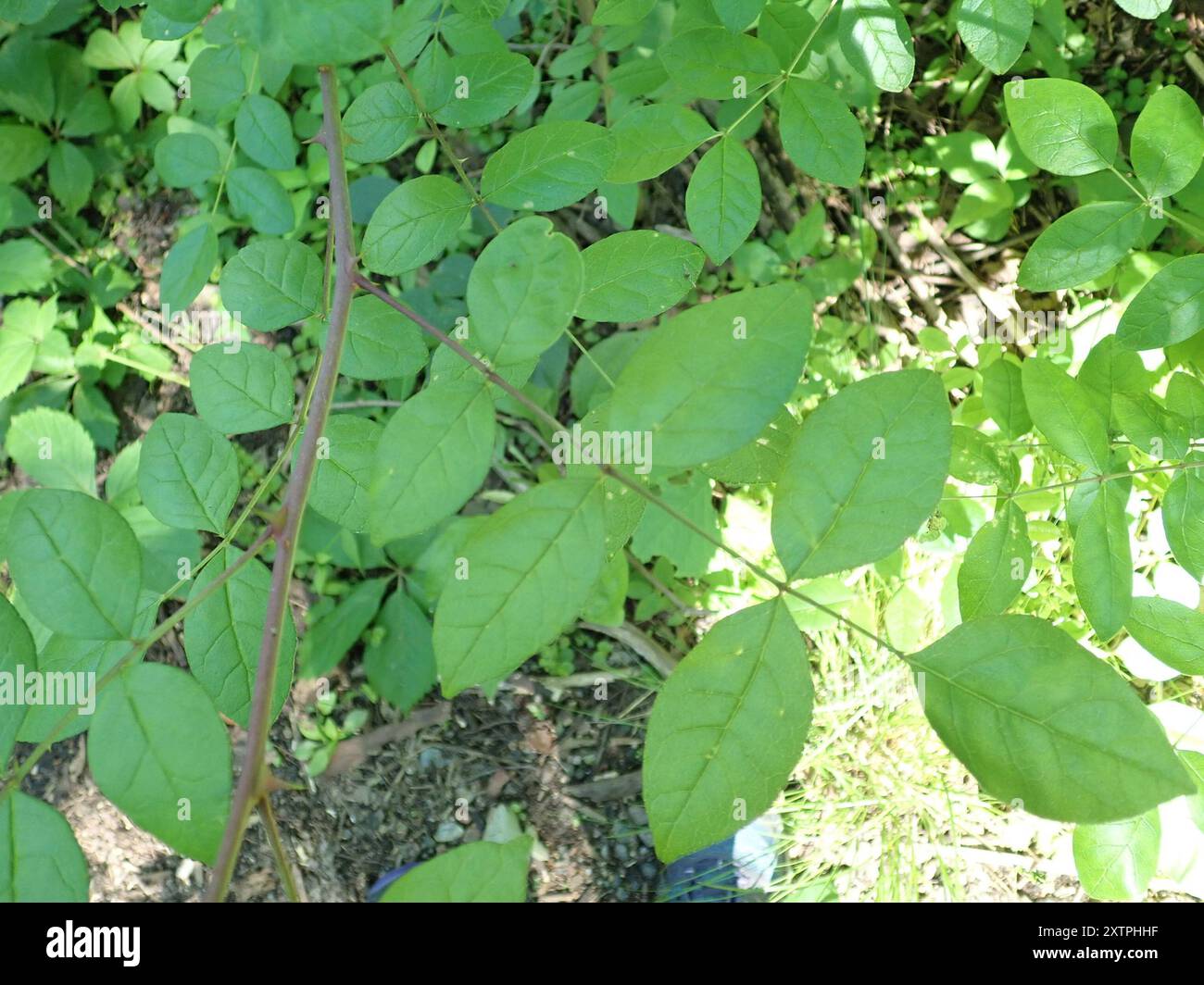 common prickly ash (Zanthoxylum americanum) Plantae Stock Photo - Alamy
