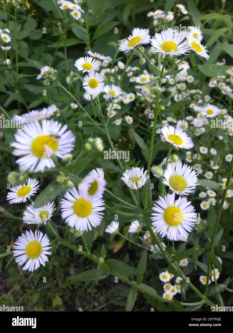 annual fleabane (Erigeron annuus) Plantae Stock Photo - Alamy
