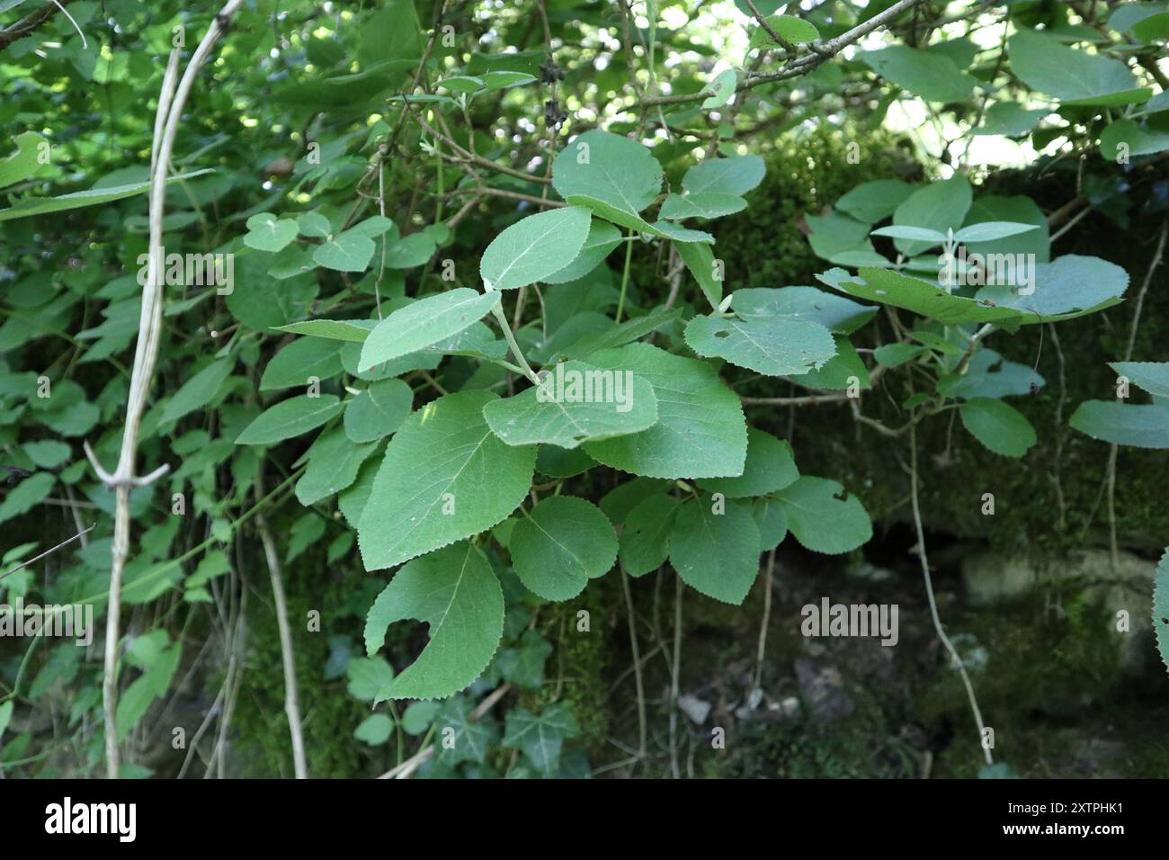 Wayfaring-tree (Viburnum lantana) Plantae Stock Photo - Alamy
